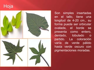 Exposicion cultivos de clima tropical | PPTX