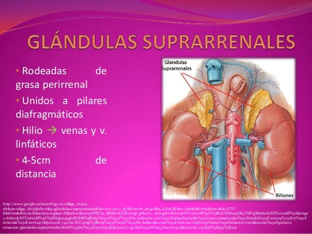 Anatomía De Las Glándulas Suprarrenales – DQJJN