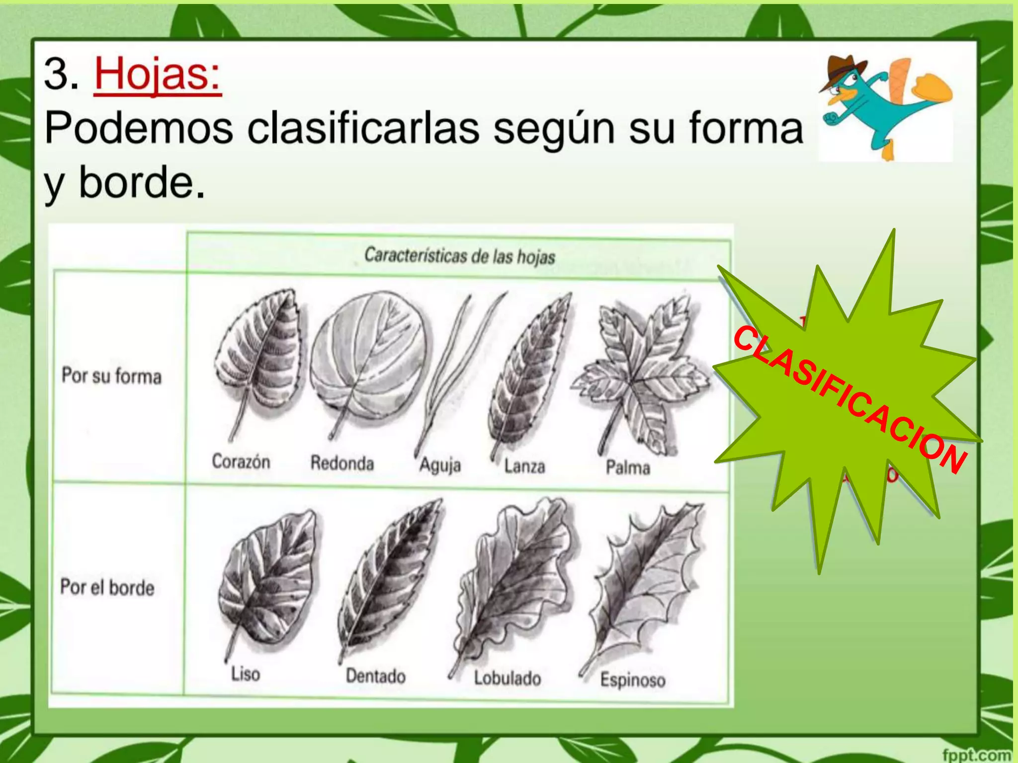 Estructura y función de las plantas | PPTX