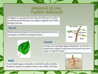 Estructura y función de las plantas | PPTX