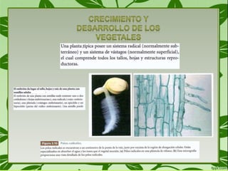 Estructura y función de las plantas | PPTX