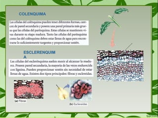 Estructura De La Lignina En La Planta
