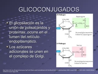 Exposicion de carbohidratos | PPT