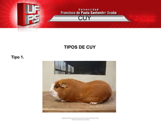 Seminario del Cuy | PPTX