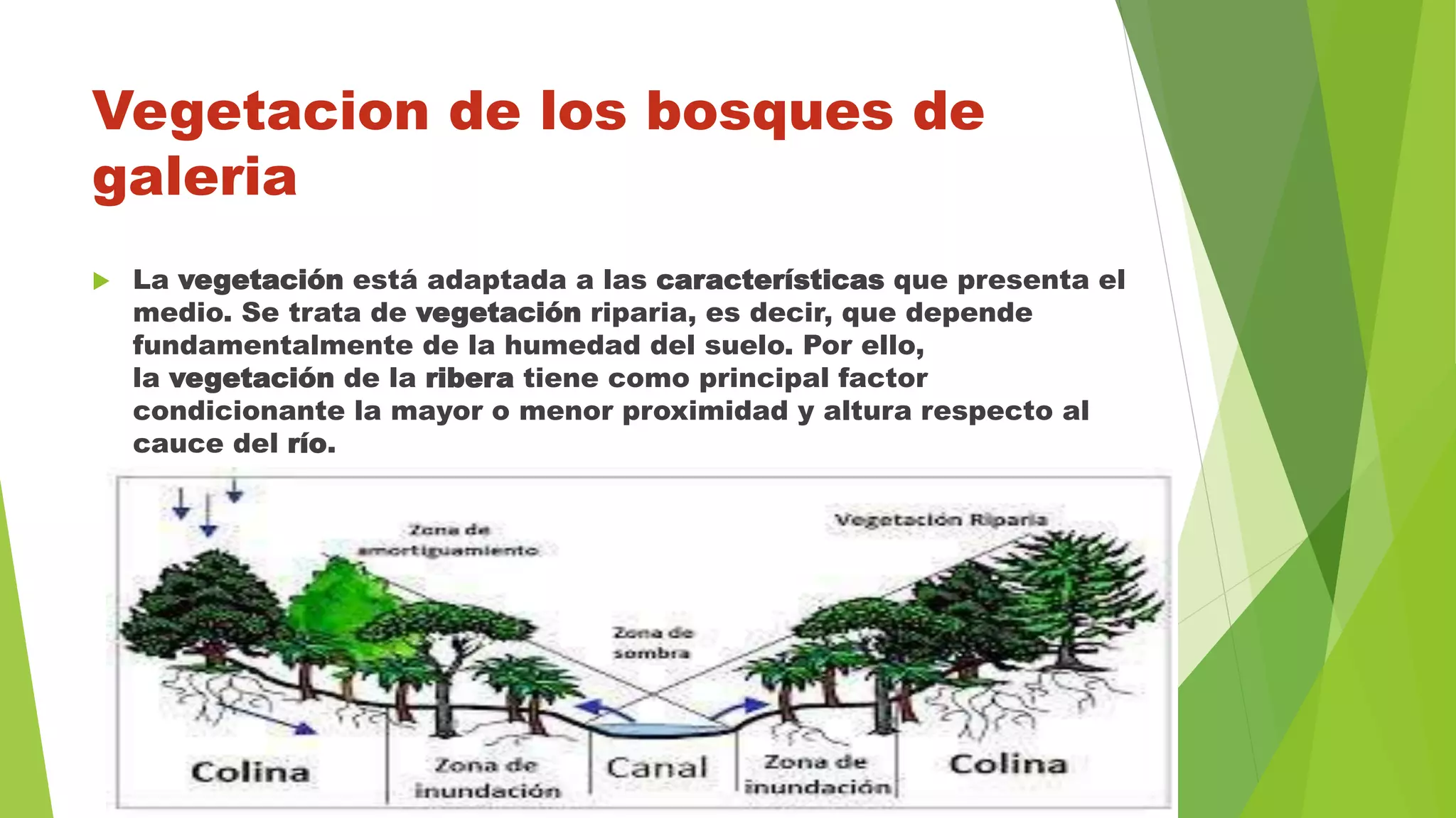 Exposicion de David biologia grado 11.02 , bosques de galeria.pptx