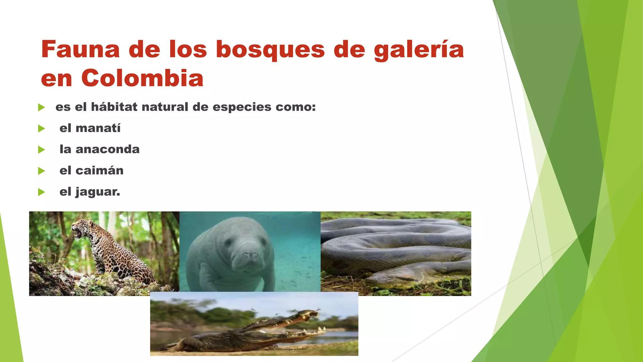 Exposicion de David biologia grado 11.02 , bosques de galeria.pptx