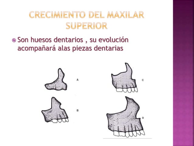 Exposicion de desarrollo del maxilar superior | PPT