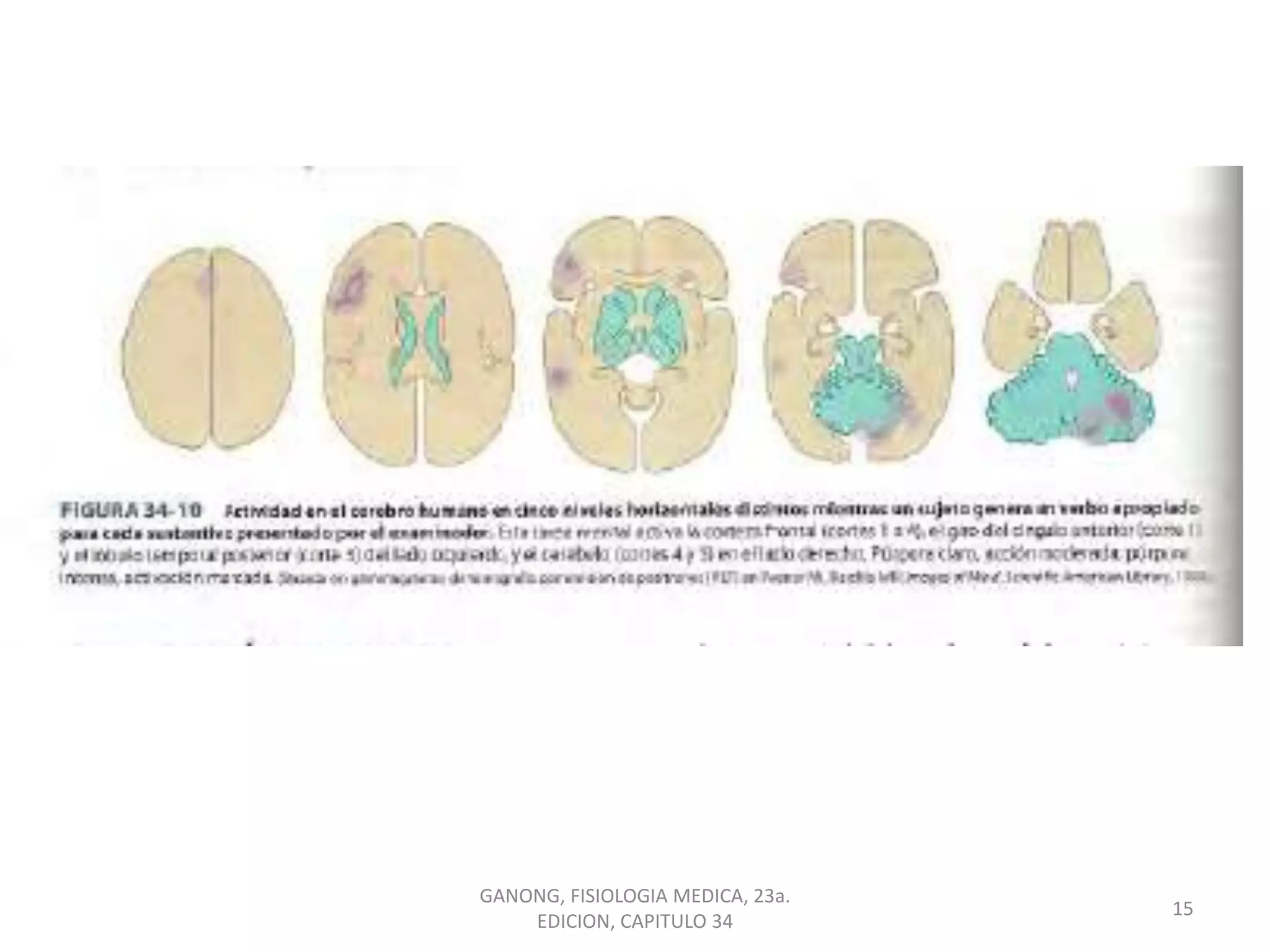 fisiología: circulación por regiones especiales | PPTX