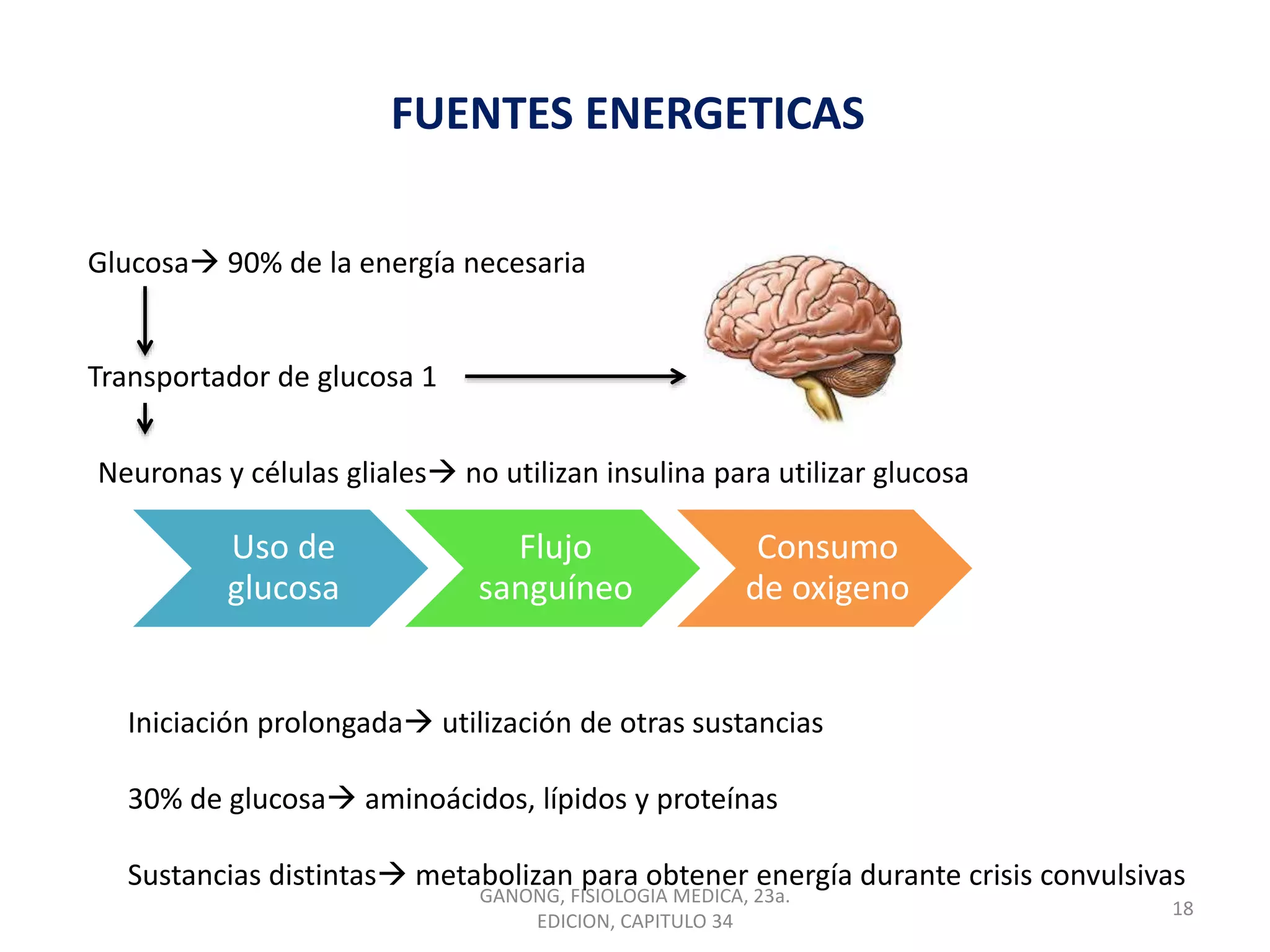 fisiología: circulación por regiones especiales | PPTX