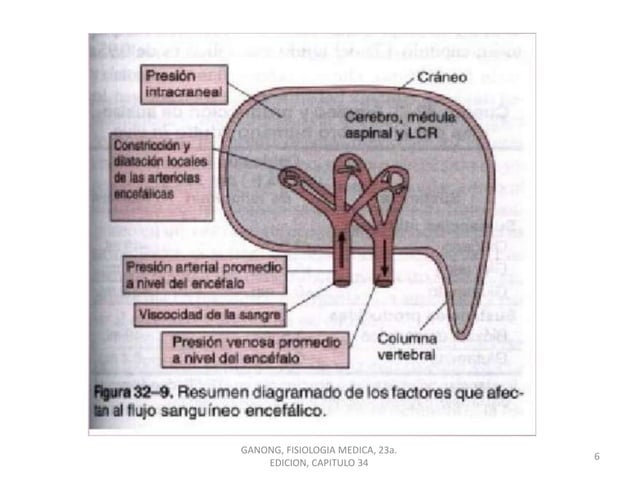 fisiología: circulación por regiones especiales | PPTX