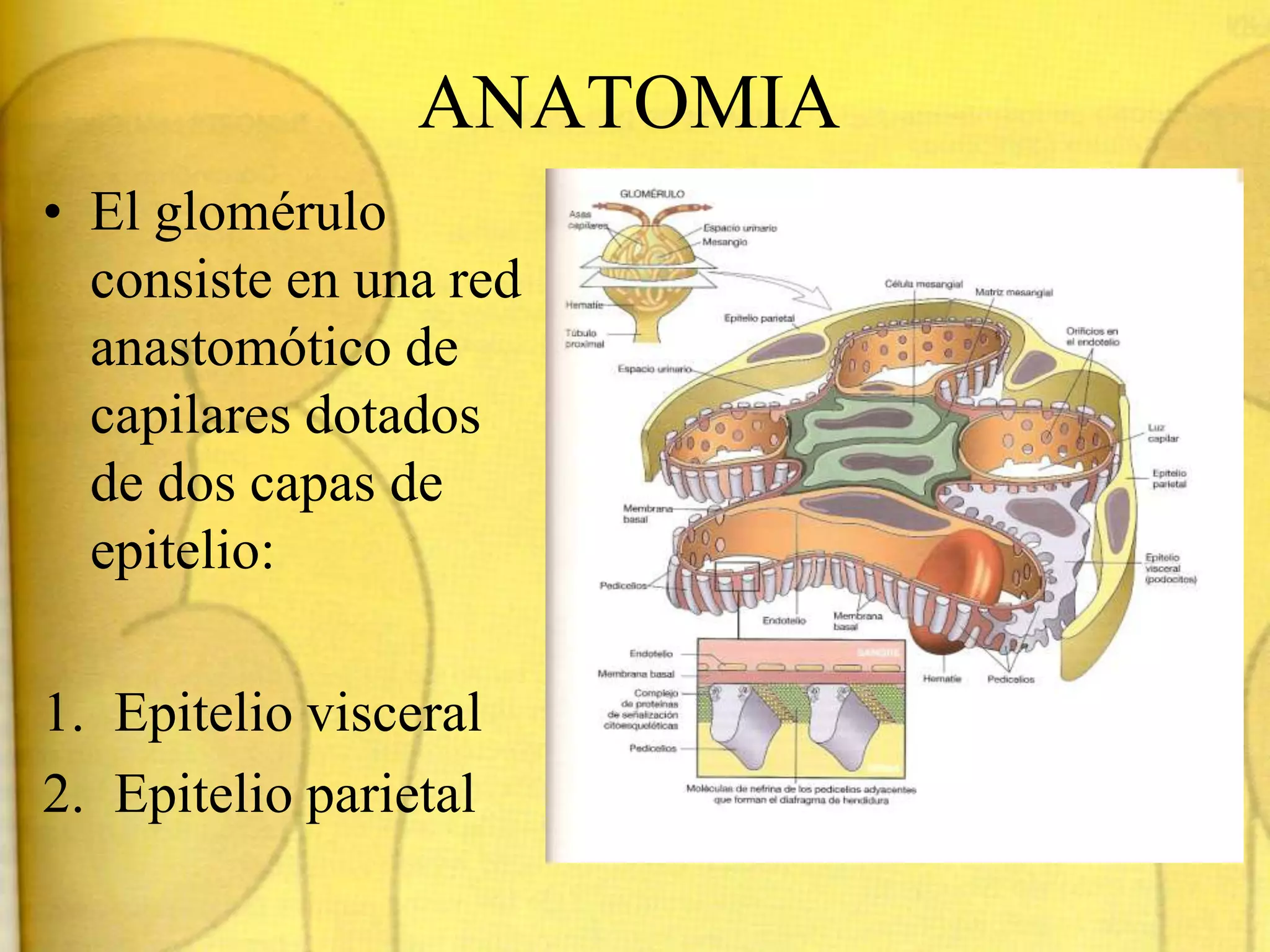 Exposicion De Glomerulare Entregar | PPTX