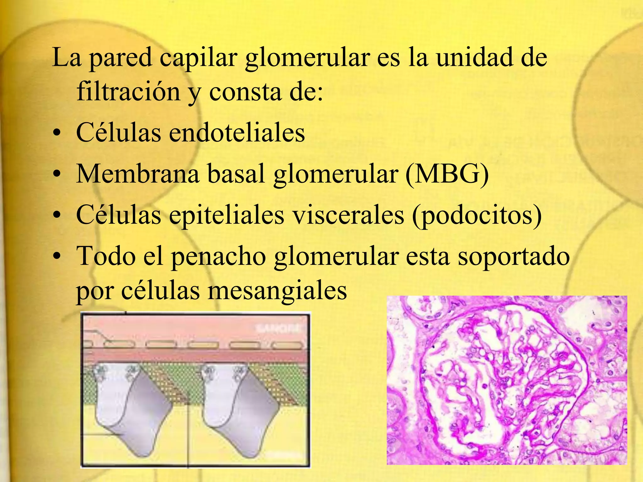 Exposicion De Glomerulare Entregar | PPTX