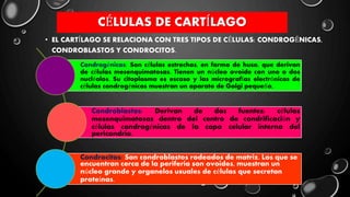 Presentación Sobre Tejido Cartilaginoso | PPTX