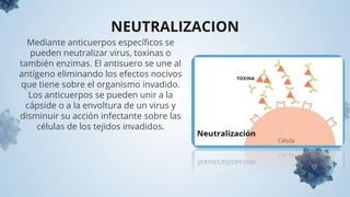 REACCION ANTIGENO ANTICUERPOS INMUNOLOGIA pptx | PPTX