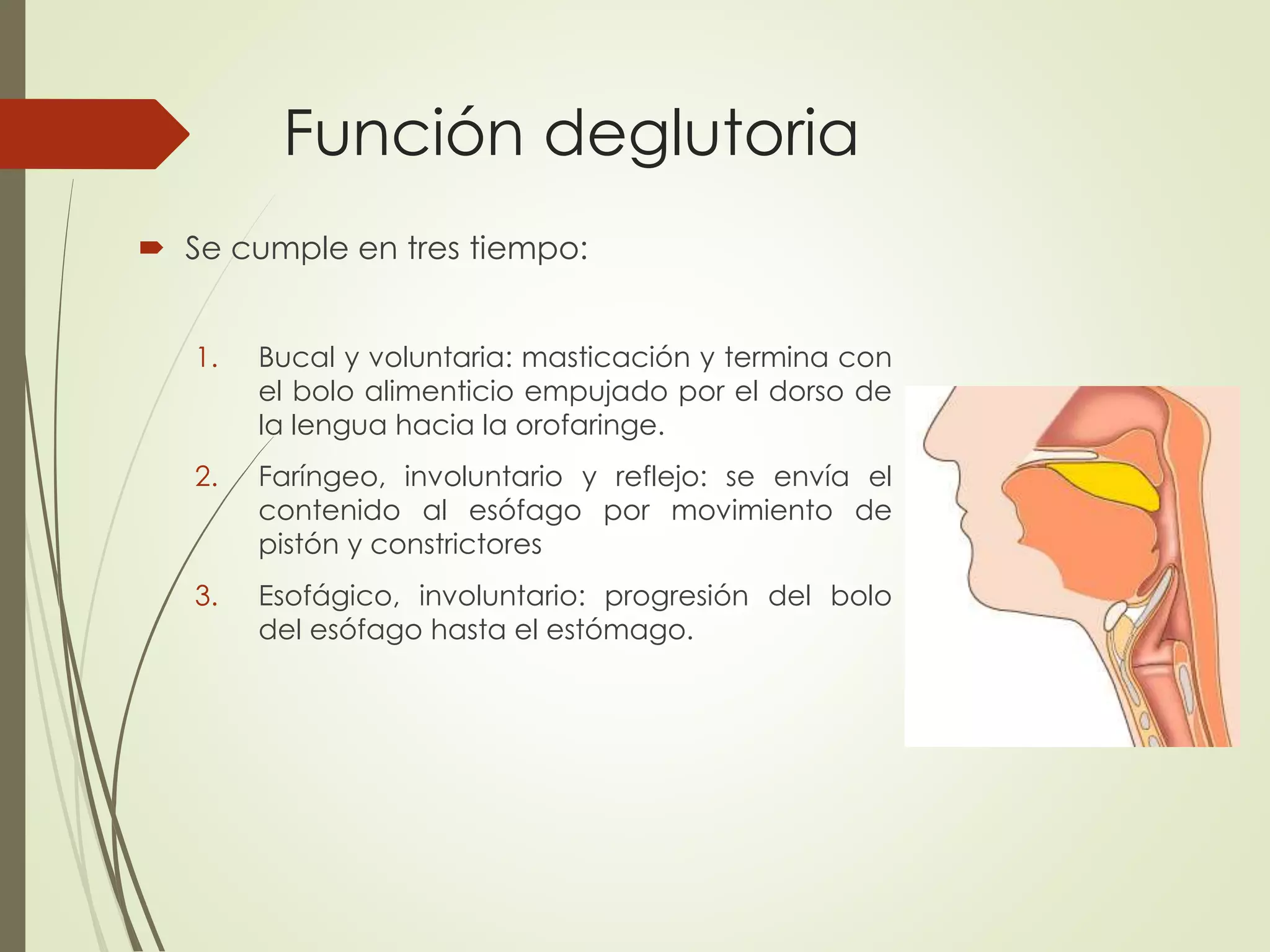 La Faringe: Embriologia ,Anatomia y Fisiologia (Otorrinolaringologia ...