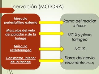La Faringe: Embriologia ,Anatomia y Fisiologia (Otorrinolaringologia ...