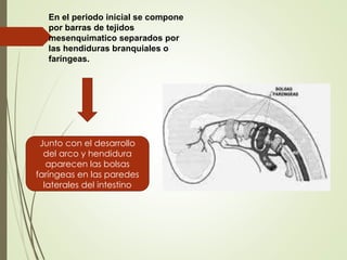 La Faringe: Embriologia ,Anatomia y Fisiologia (Otorrinolaringologia ...