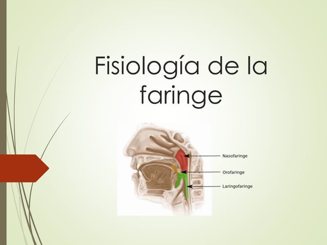 La Faringe: Embriologia ,Anatomia y Fisiologia (Otorrinolaringologia ...