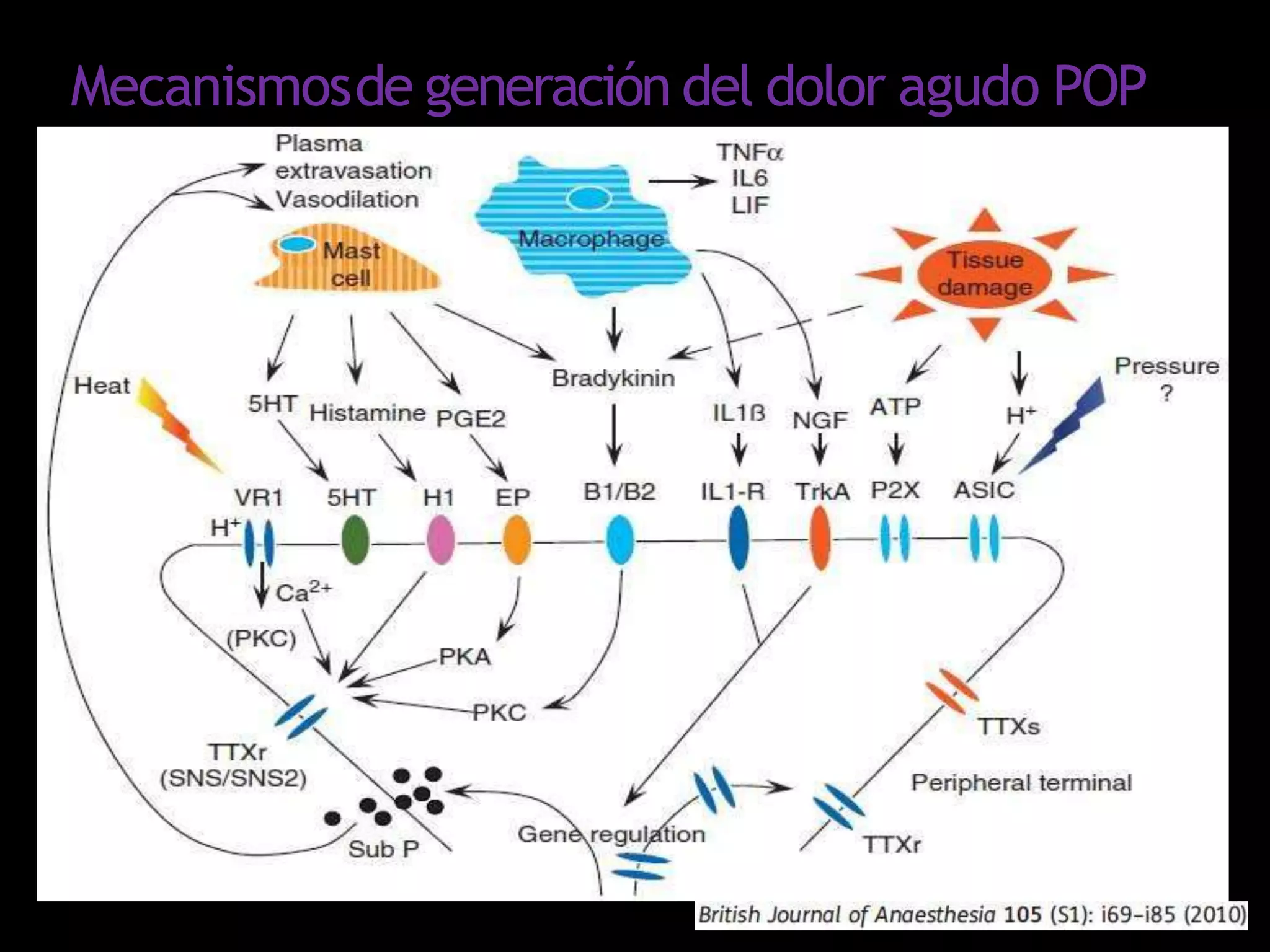 dolor agudo y cronico pos-operatorio | PPT