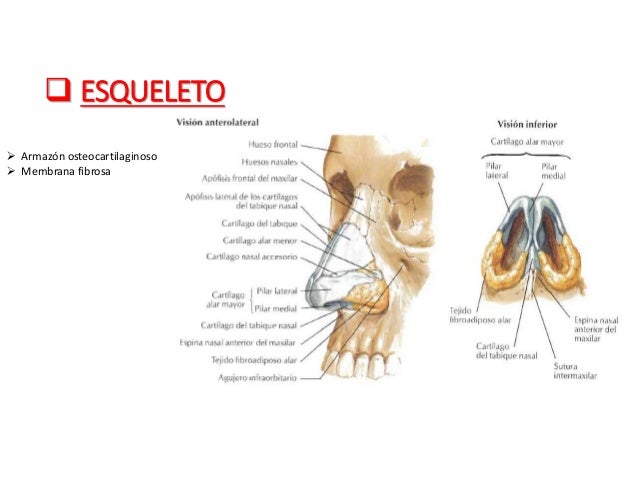 Exposicion de nariz y patologias dr fonseca