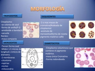 Exposicion de parasitología Malaria | PPTX