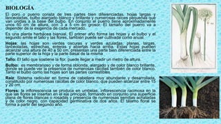 exposicion de poro (1) (1) ANCHILLO.pptx