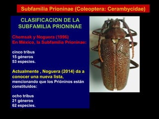 Exposicion de la subfamilia Prioninae Coleoptera: Cerambycidae | PPT