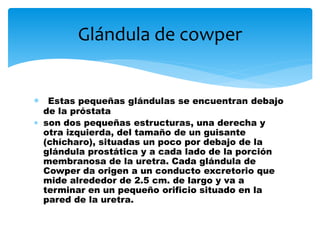 Exposicion de sistema reproductor masculino | PPTX