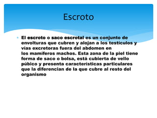 Exposicion de sistema reproductor masculino | PPTX