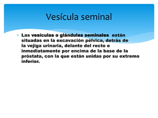 Exposicion de sistema reproductor masculino | PPTX