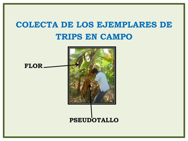 Tesis especies de trips en banano | PDF