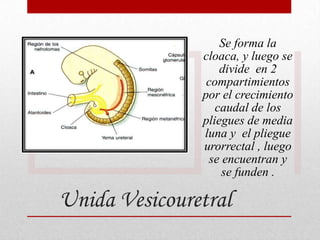 Exposicion de urologia embriologia | PPTX