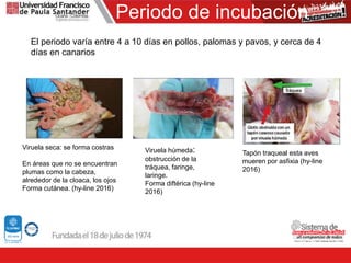 Exposicion de viruela aviar | PPTX