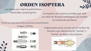 Clasificación de los Ordenes de Insectos | PDF