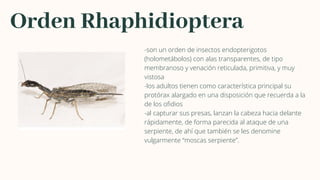 Clasificación de los Ordenes de Insectos | PDF