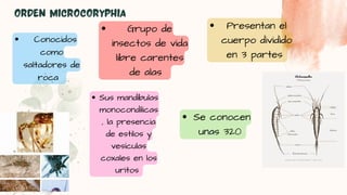 Clasificación de los Ordenes de Insectos | PDF