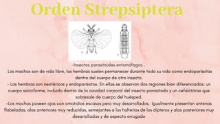 Clasificación de los Ordenes de Insectos | PDF