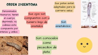 Clasificación de los Ordenes de Insectos | PDF