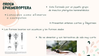 Clasificación de los Ordenes de Insectos | PDF