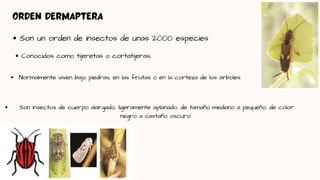 Clasificación de los Ordenes de Insectos | PDF