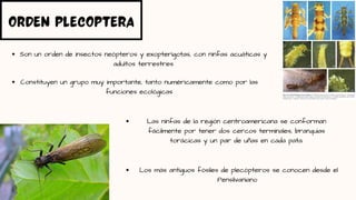 Clasificación de los Ordenes de Insectos | PDF