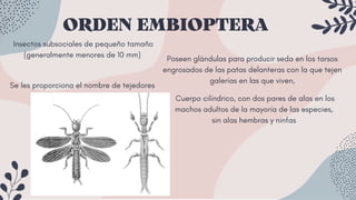 Clasificación de los Ordenes de Insectos | PDF