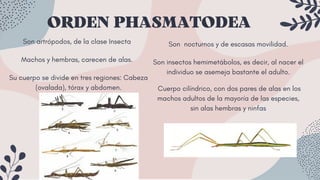 Clasificación de los Ordenes de Insectos | PDF
