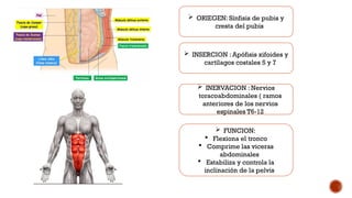 EXPOSICION DIASTASIS DE RECTO ABDOMENS.pptx