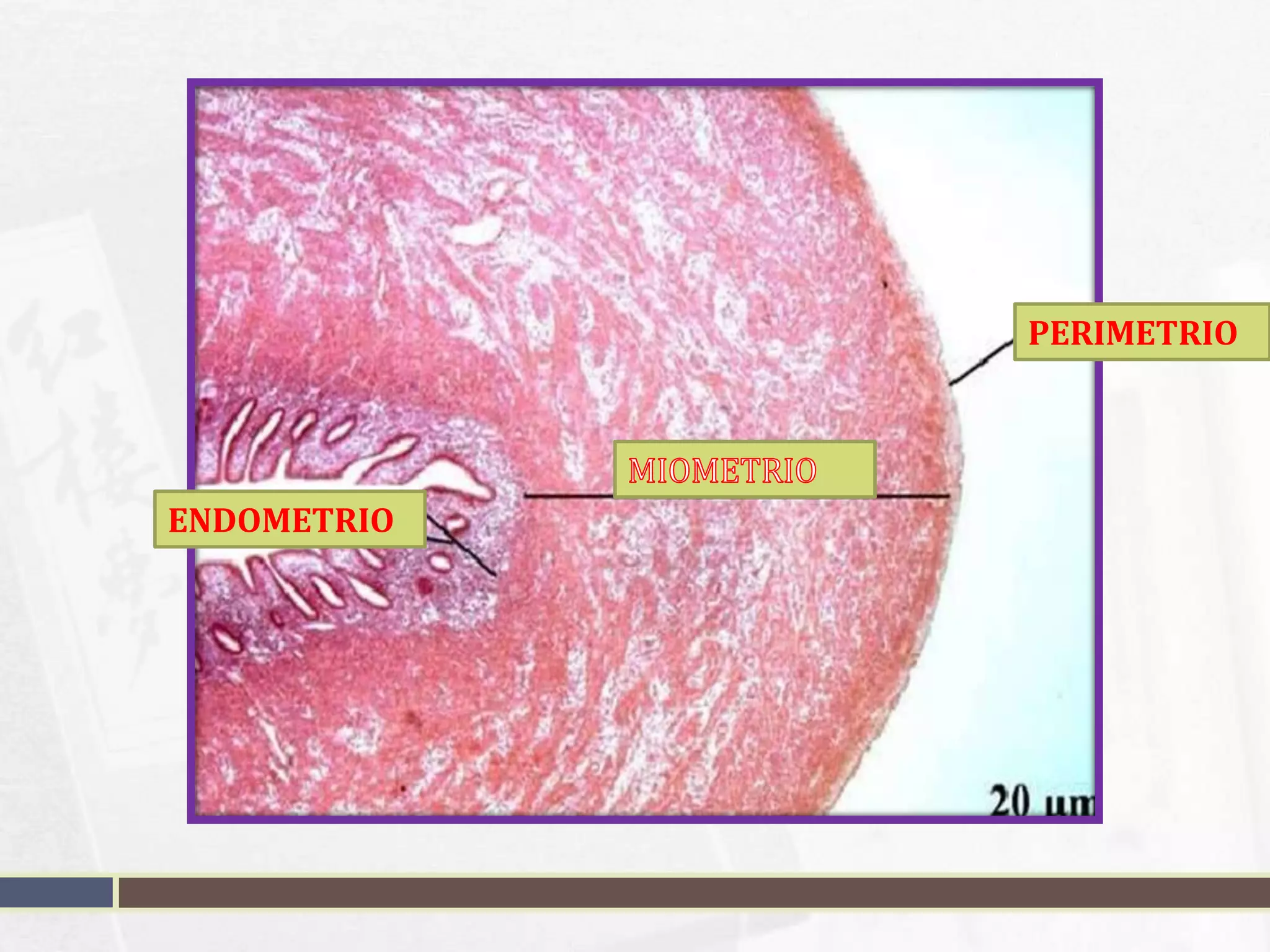 APARATO REPRODUCTOR DE LA HEMBRA EN ANIMALES | PPTX