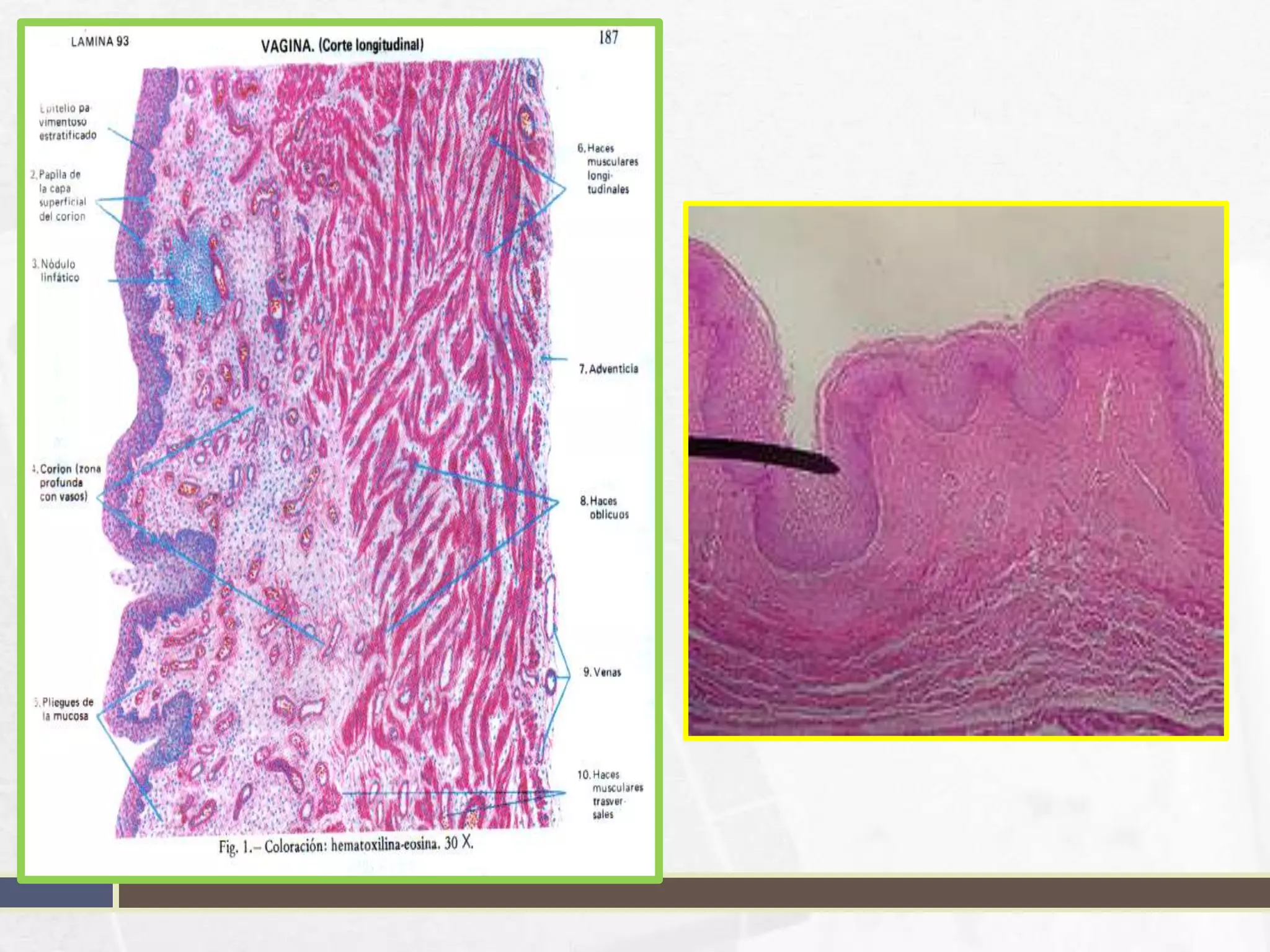 APARATO REPRODUCTOR DE LA HEMBRA EN ANIMALES | PPTX