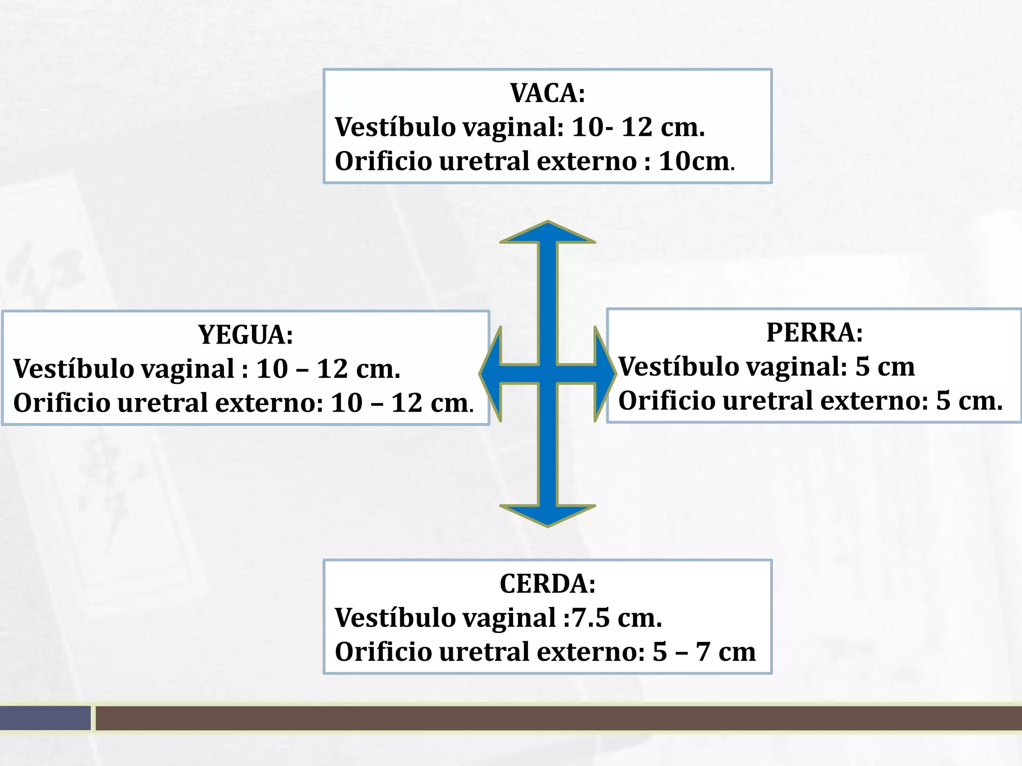 APARATO REPRODUCTOR DE LA HEMBRA EN ANIMALES | PPTX