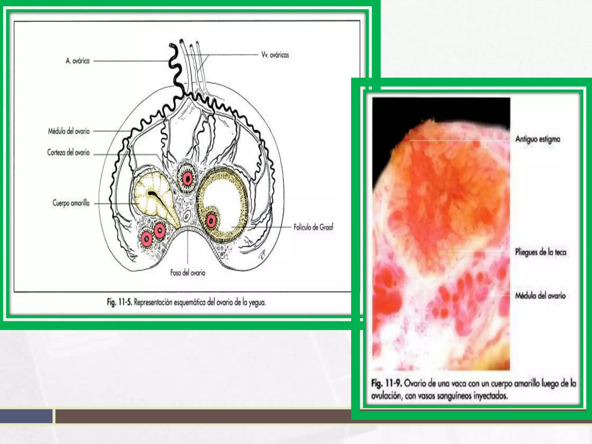 APARATO REPRODUCTOR DE LA HEMBRA EN ANIMALES | PPTX