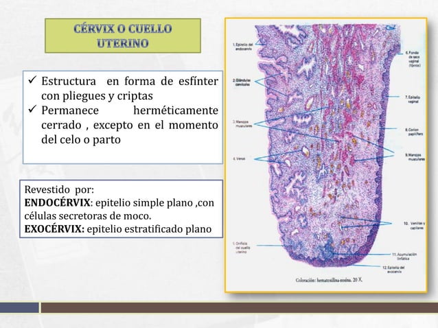 APARATO REPRODUCTOR DE LA HEMBRA EN ANIMALES | PPTX