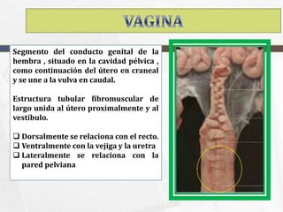 APARATO REPRODUCTOR DE LA HEMBRA EN ANIMALES | PPTX